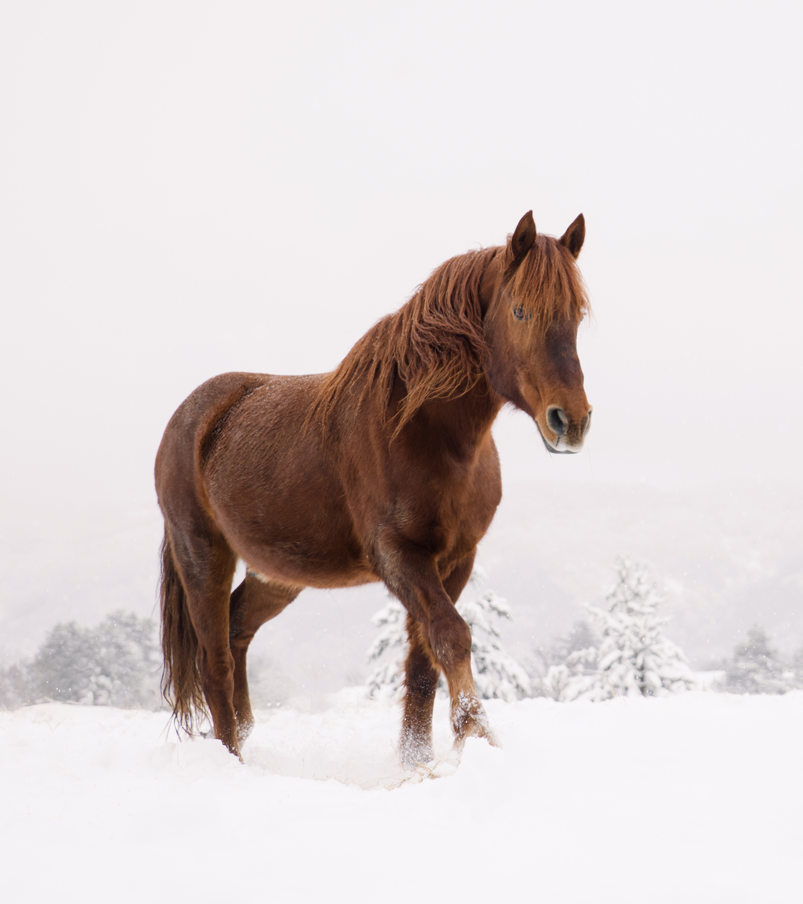 Antech — Equine Diagnostics